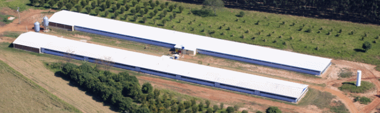 Fazenda Santo Antonio de Palmares » Granja de Frango