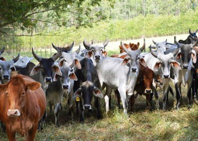Bovinos - Fazenda SAP