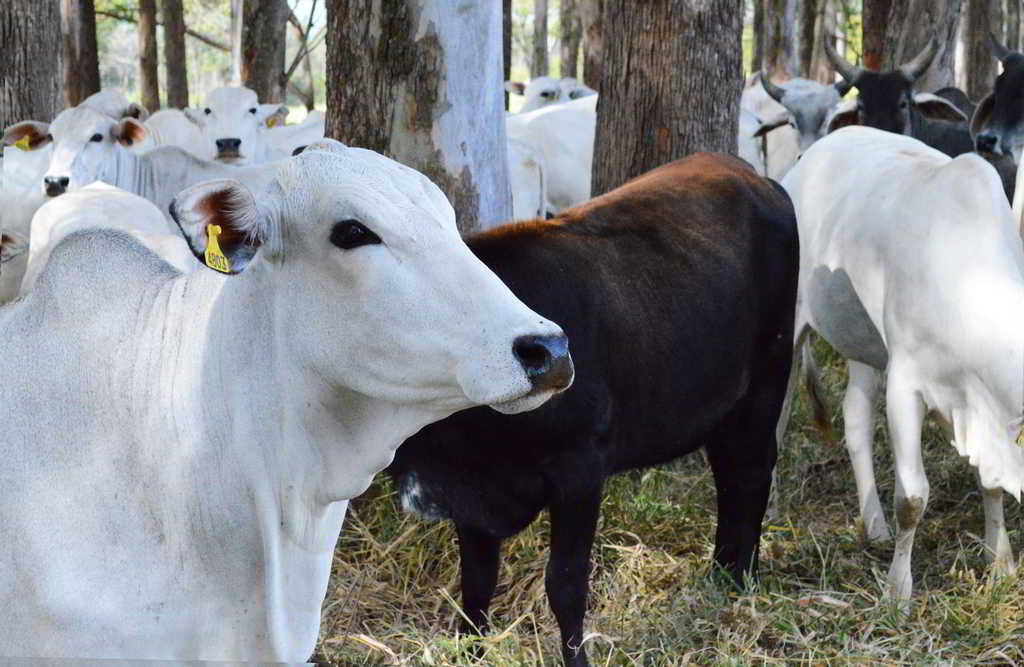 Bovinos | Fazenda SAP