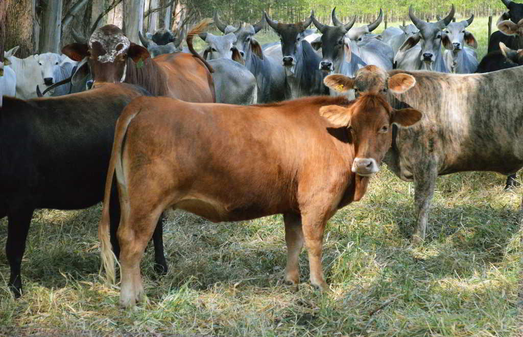 Bovinos - Fazenda SAP