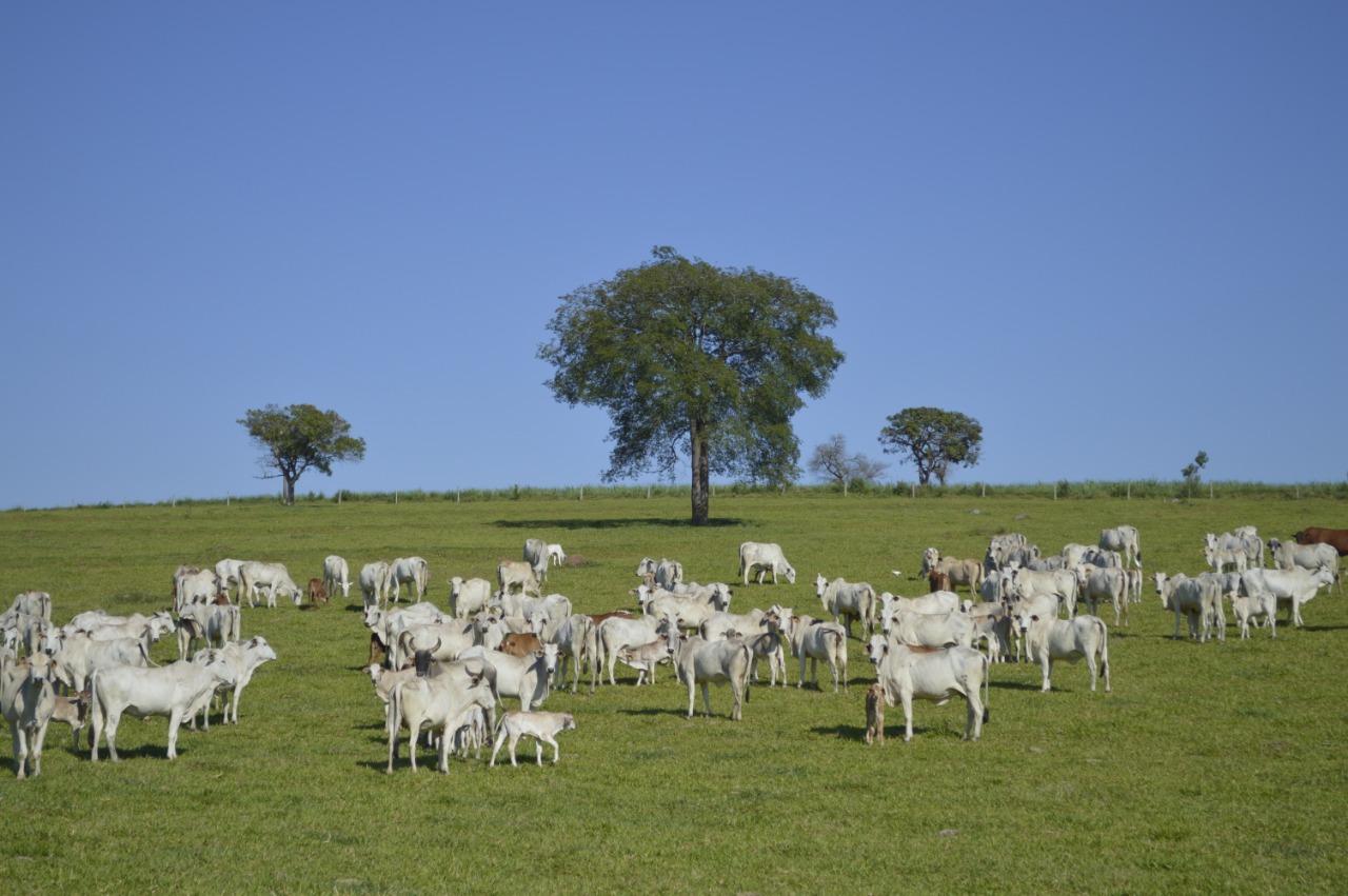 Bovinos | Fazenda SAP