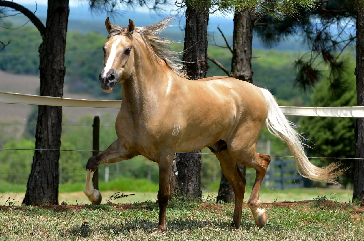 Equinos | Fazenda SAP